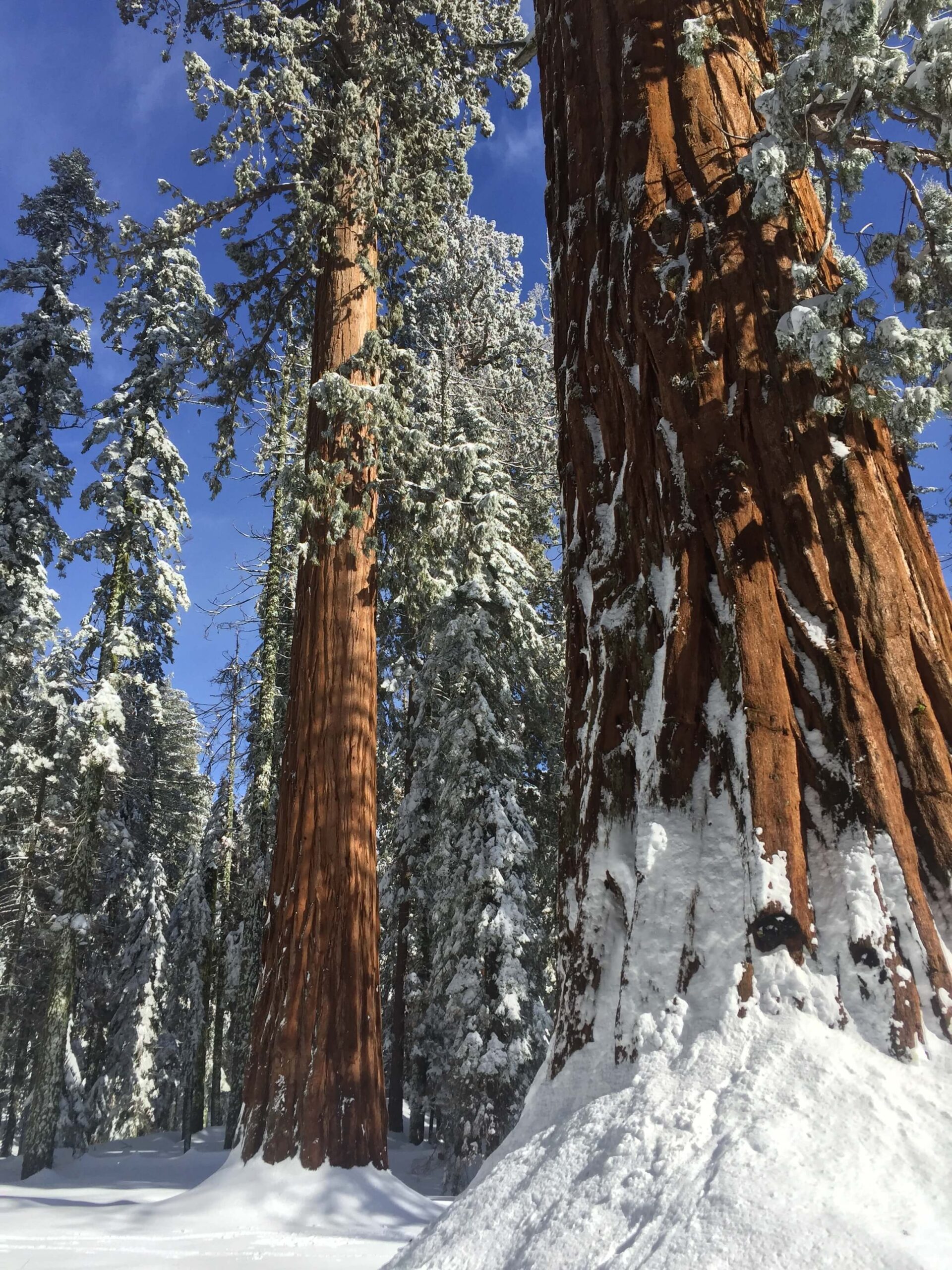 Sequoia Sightseeing Tours | Sequoia & Kings Canyon Tours