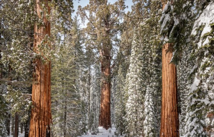 Sequoia National Park Full Day Tour | Sequoia Sightseeing Tours