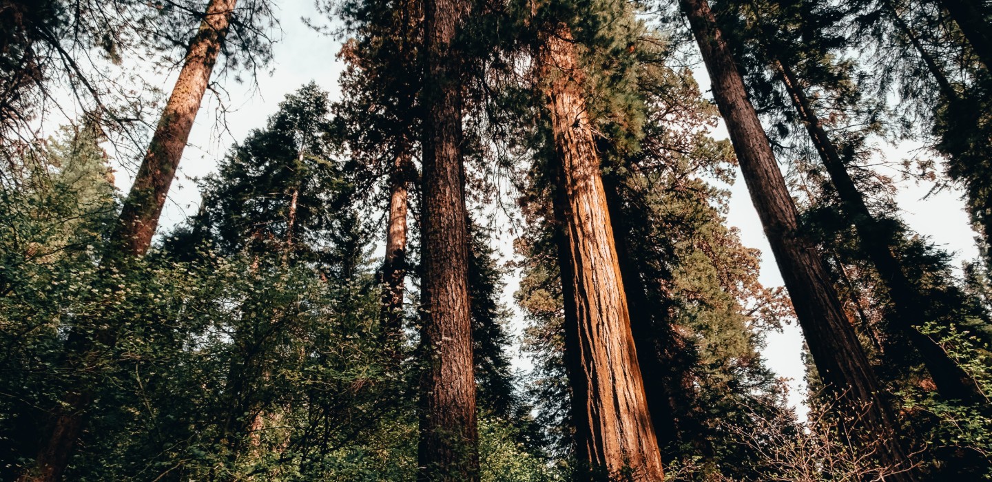 Sequoia Splendor: A five-Hour Adventure from Wuksachi Lodge | Sequoia ...